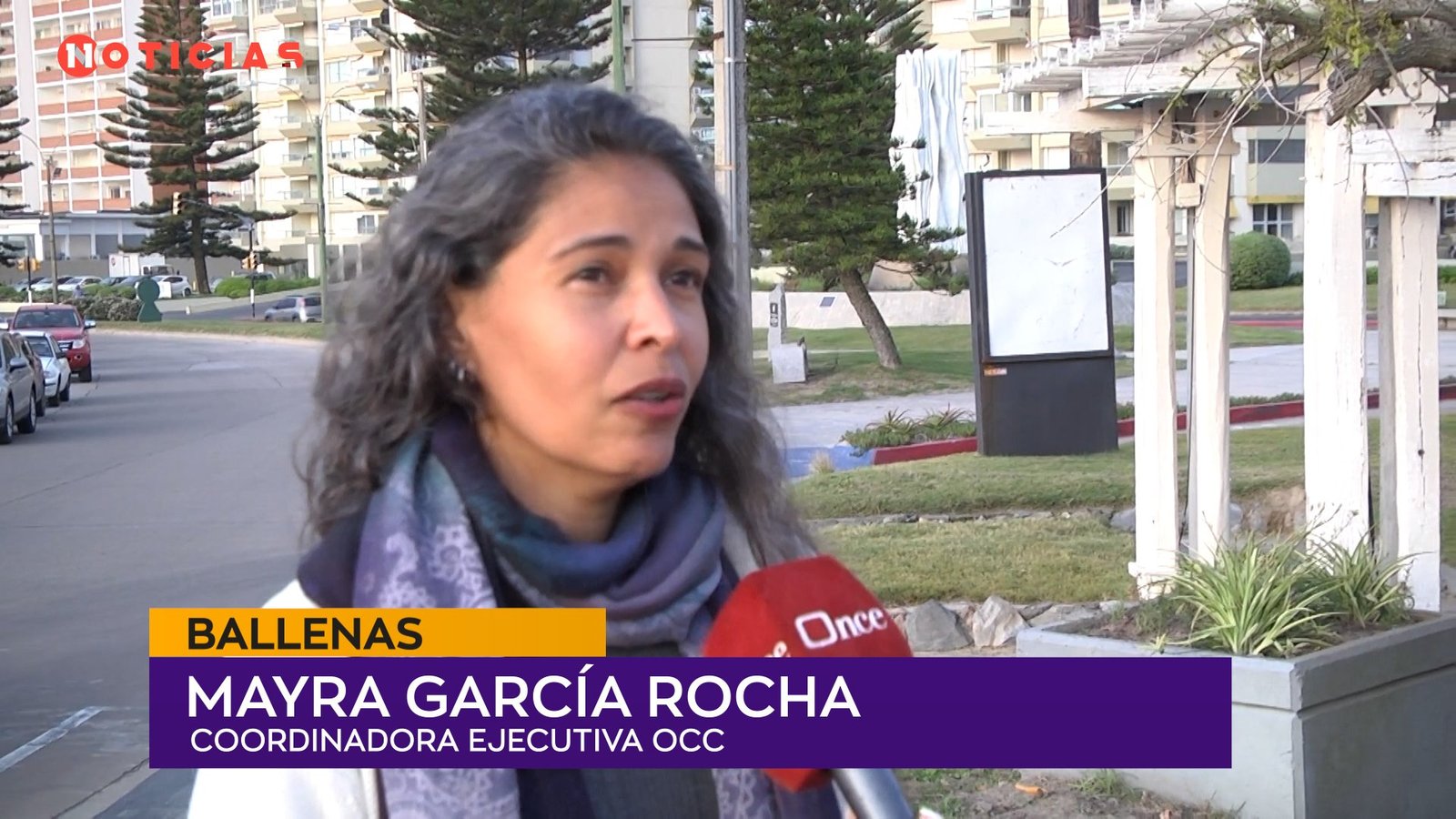 BALLENAS | Mayra García Rocha – Coordinadora ejecutiva organización ...