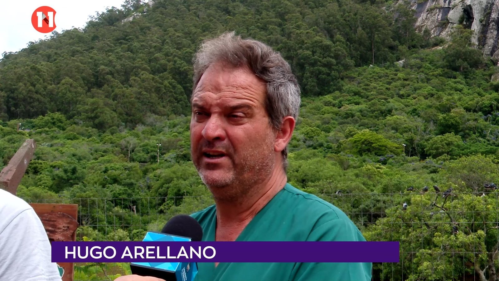 Hugo Arellano, Veterinario 🦁 Indicó que los 4 pumas que llegaron hace ...
