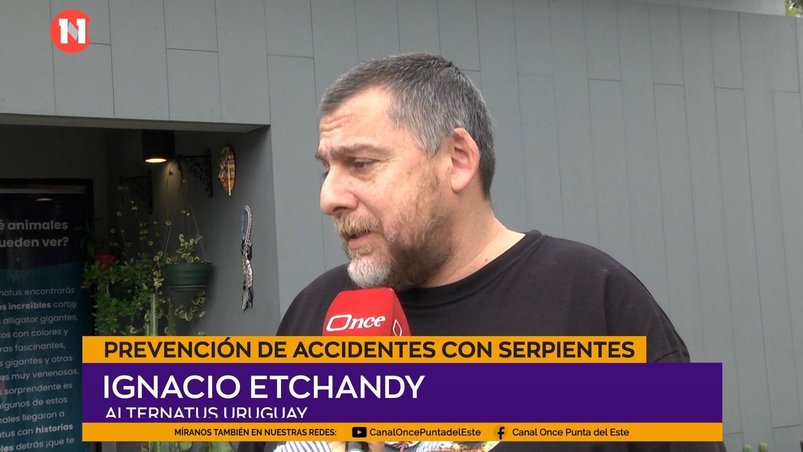 🐍 Ignacio Etchandy | Alternatus Uruguay Información sobre especies de ...