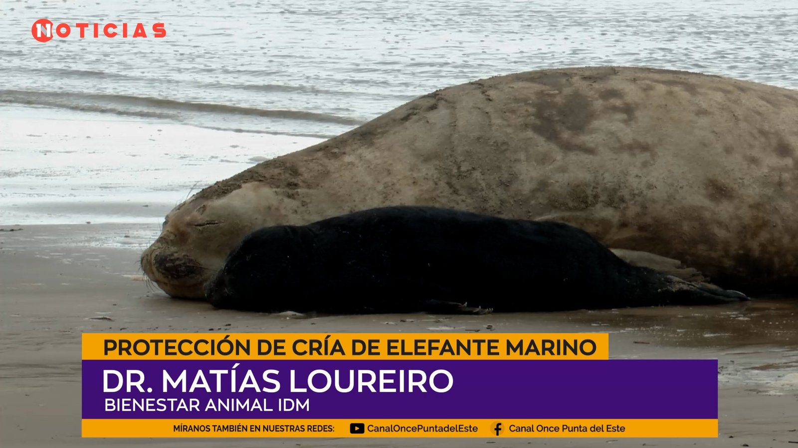 🦭 Dr. Matías Loureiro | Bienestar Animal – IDM Nació una cría de ...